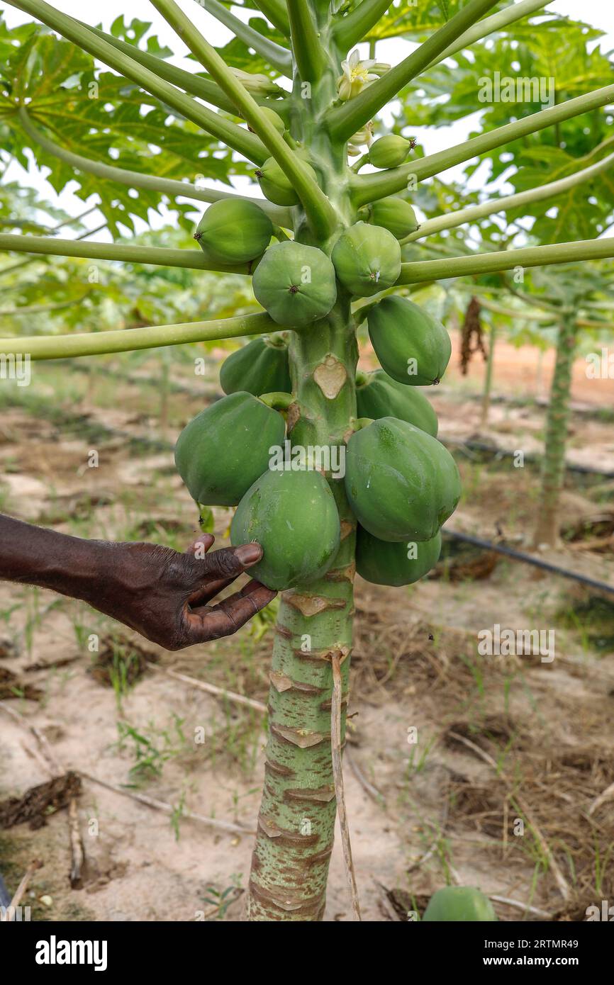 Senegal agriculture plantation hi-res stock photography and images - Alamy