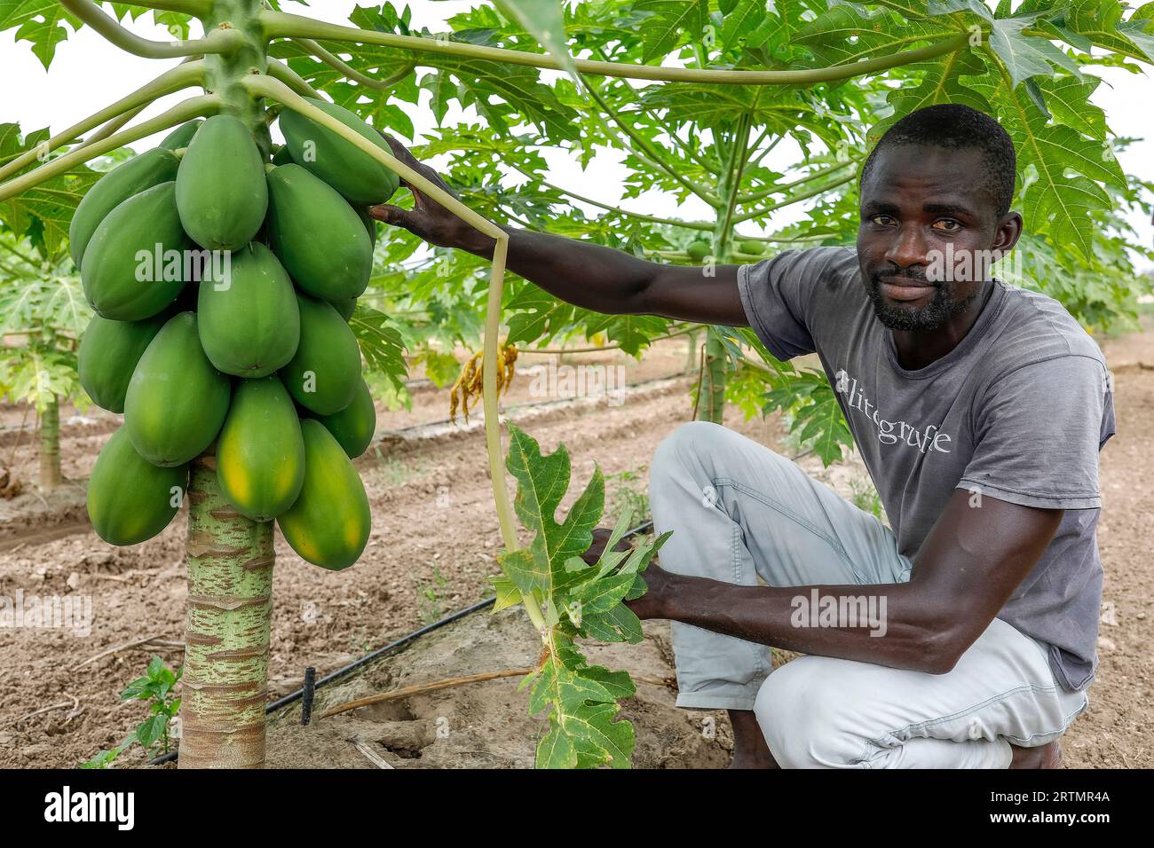 Africa farmer field senegal hi-res stock photography and images - Alamy