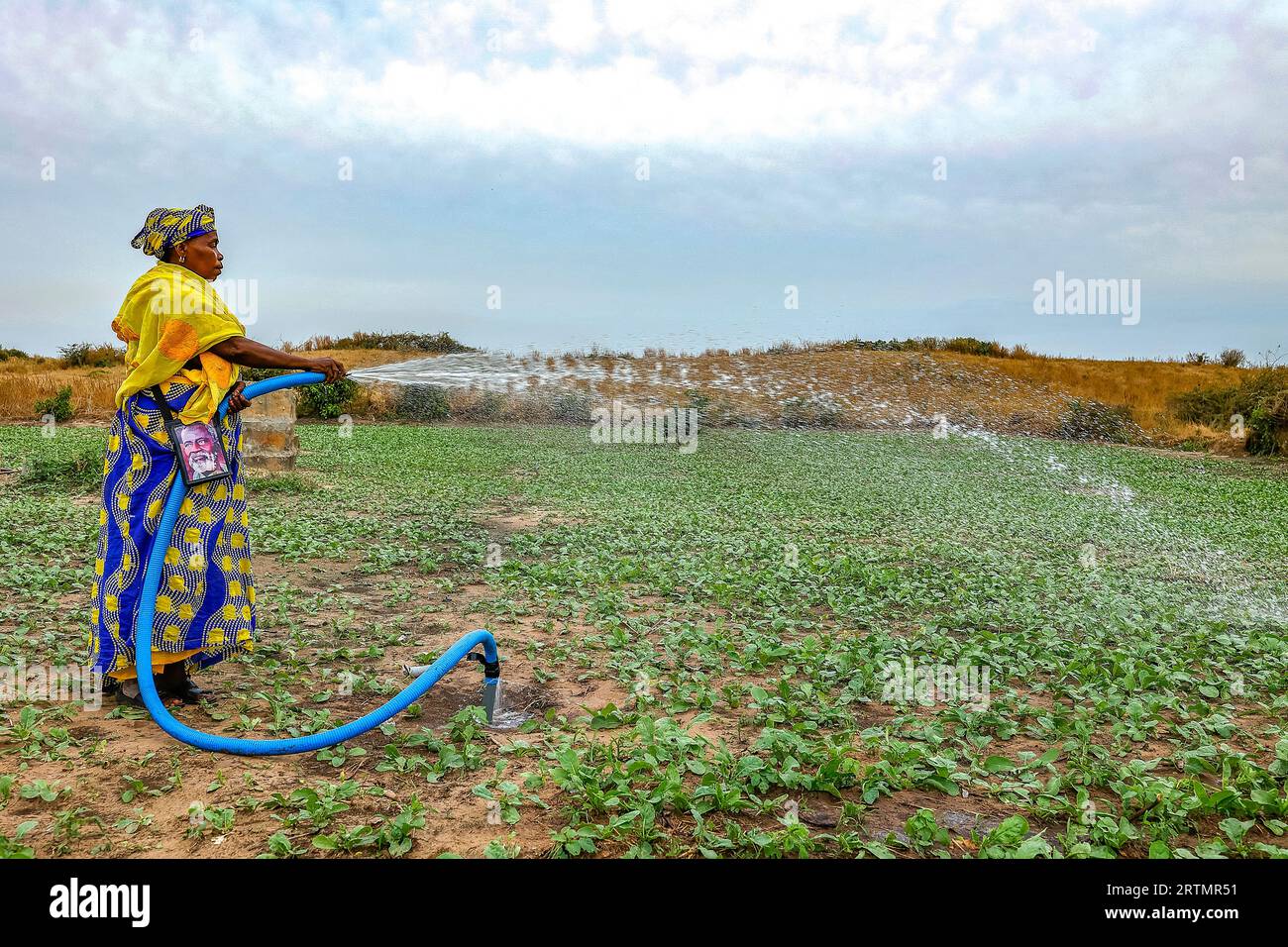 Woman watering her field in Notto village, Senegal Stock Photo - Alamy