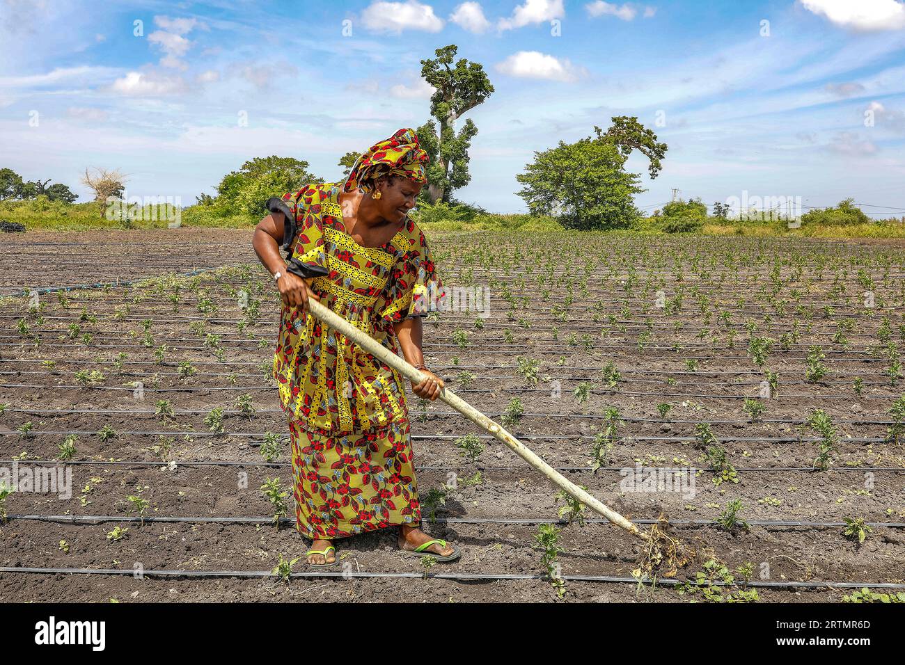 Woman digging her vegetable field in Pout, Senegal Stock Photo - Alamy