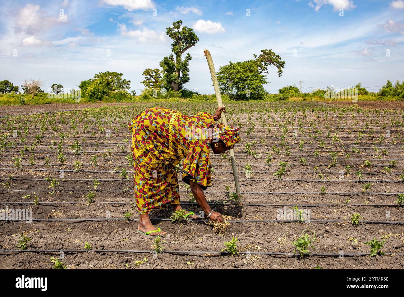 Woman digging her vegetable field in Pout, Senegal Stock Photo - Alamy