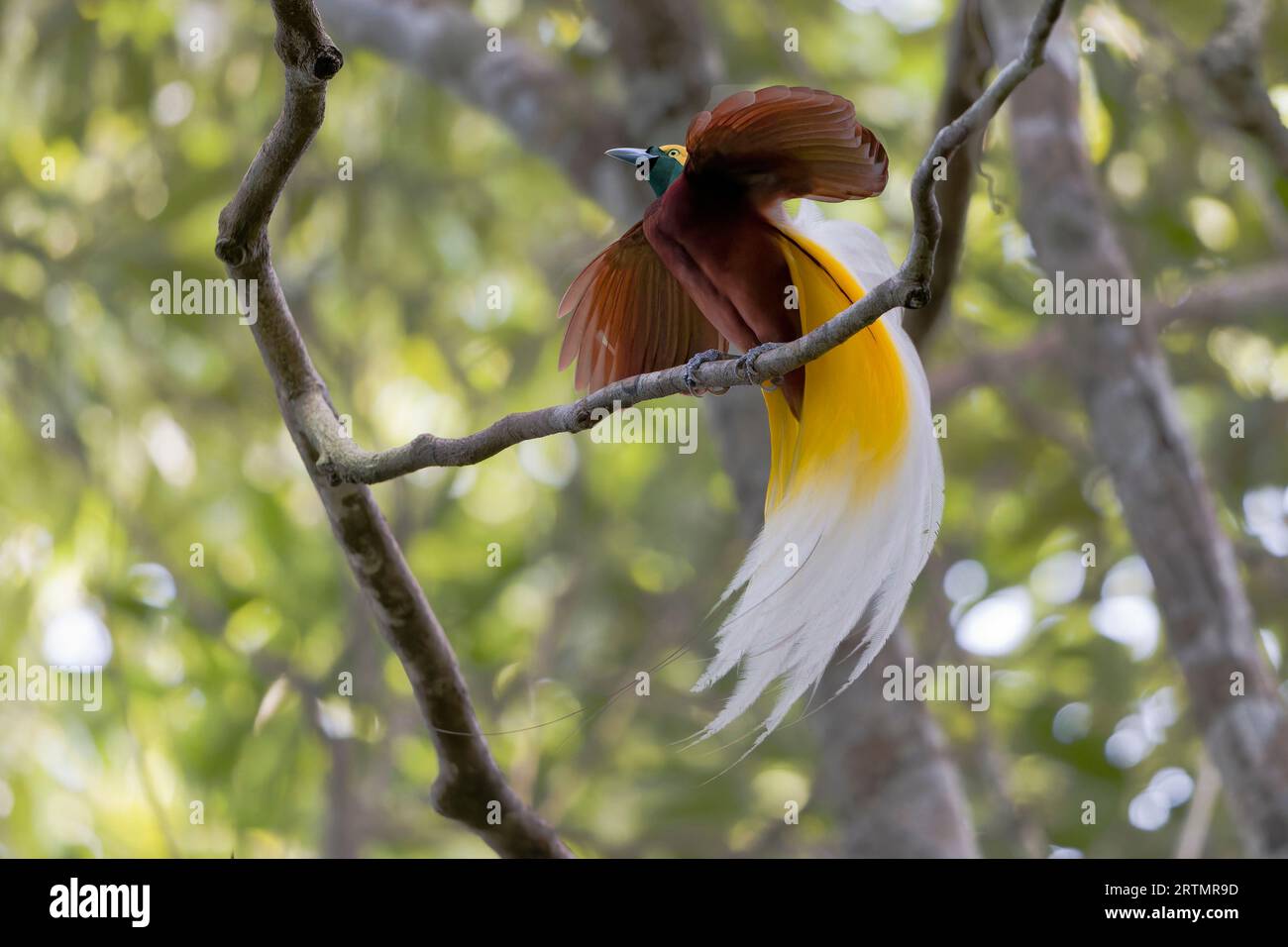 Male Lesser Bird of Paradise displaying high in the trees West Papua ...