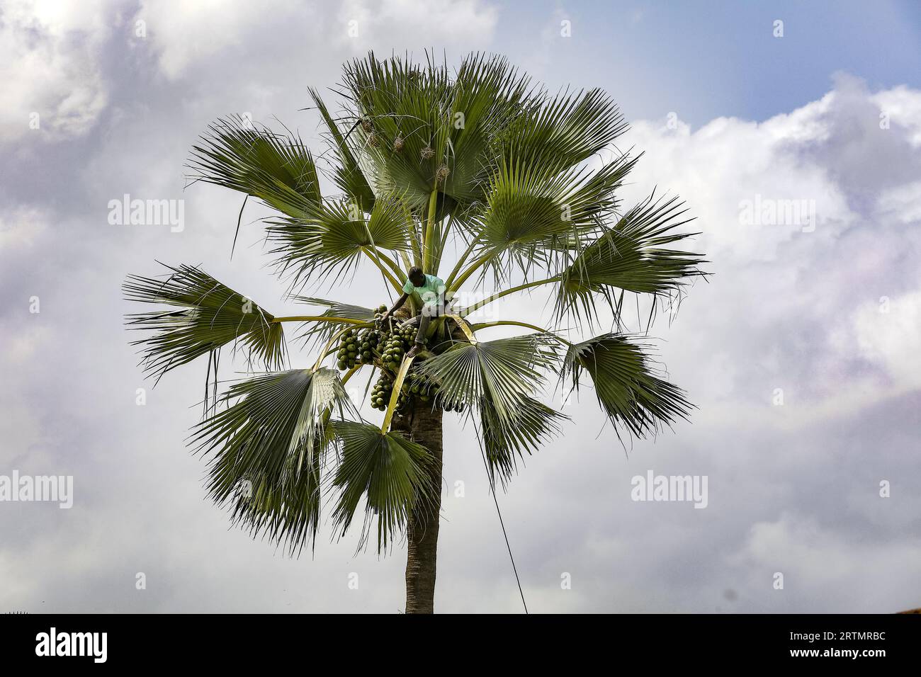 Man fetching fruit in a palmyra palm tree in Thiaoune, Senegal Stock ...