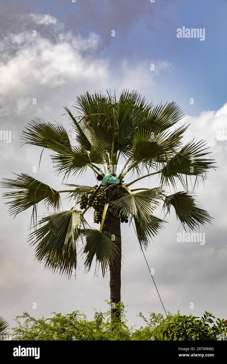 Man fetching fruit in a palmyra palm tree in Thiaoune, Senegal Stock ...