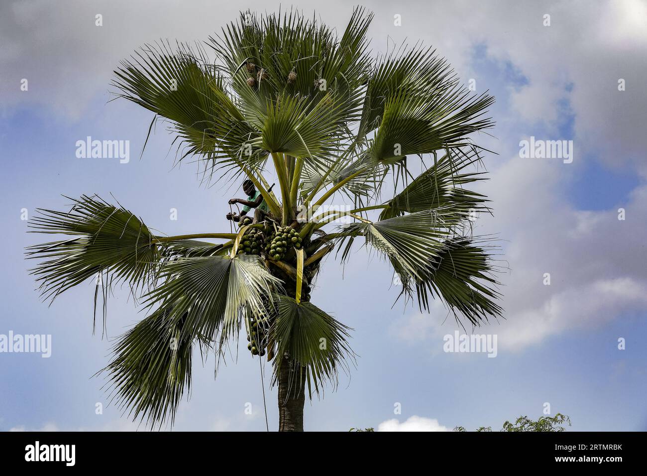 Man fetching fruit in a palmyra palm tree in Thiaoune, Senegal Stock ...