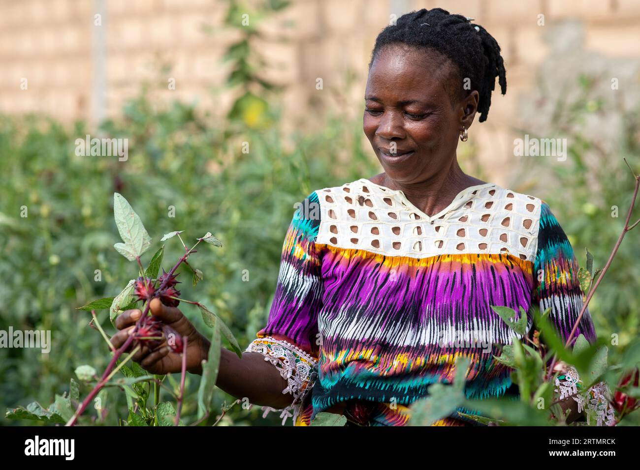 Woman picking hibiscus flowers to make bissap juice in Touba, Senegal ...