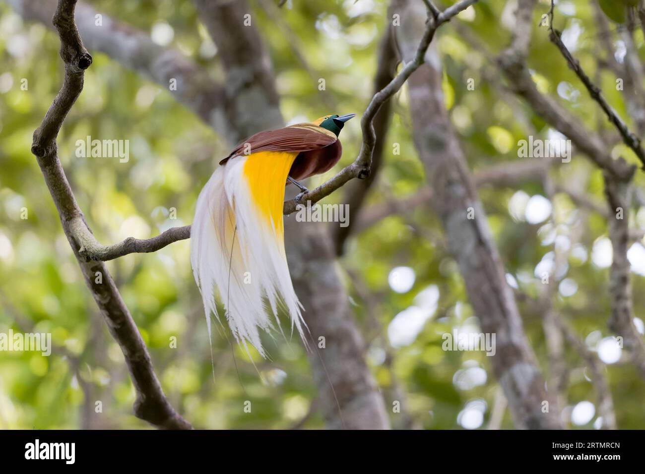 Male Lesser Bird of Paradise displaying high in the trees West Papua ...