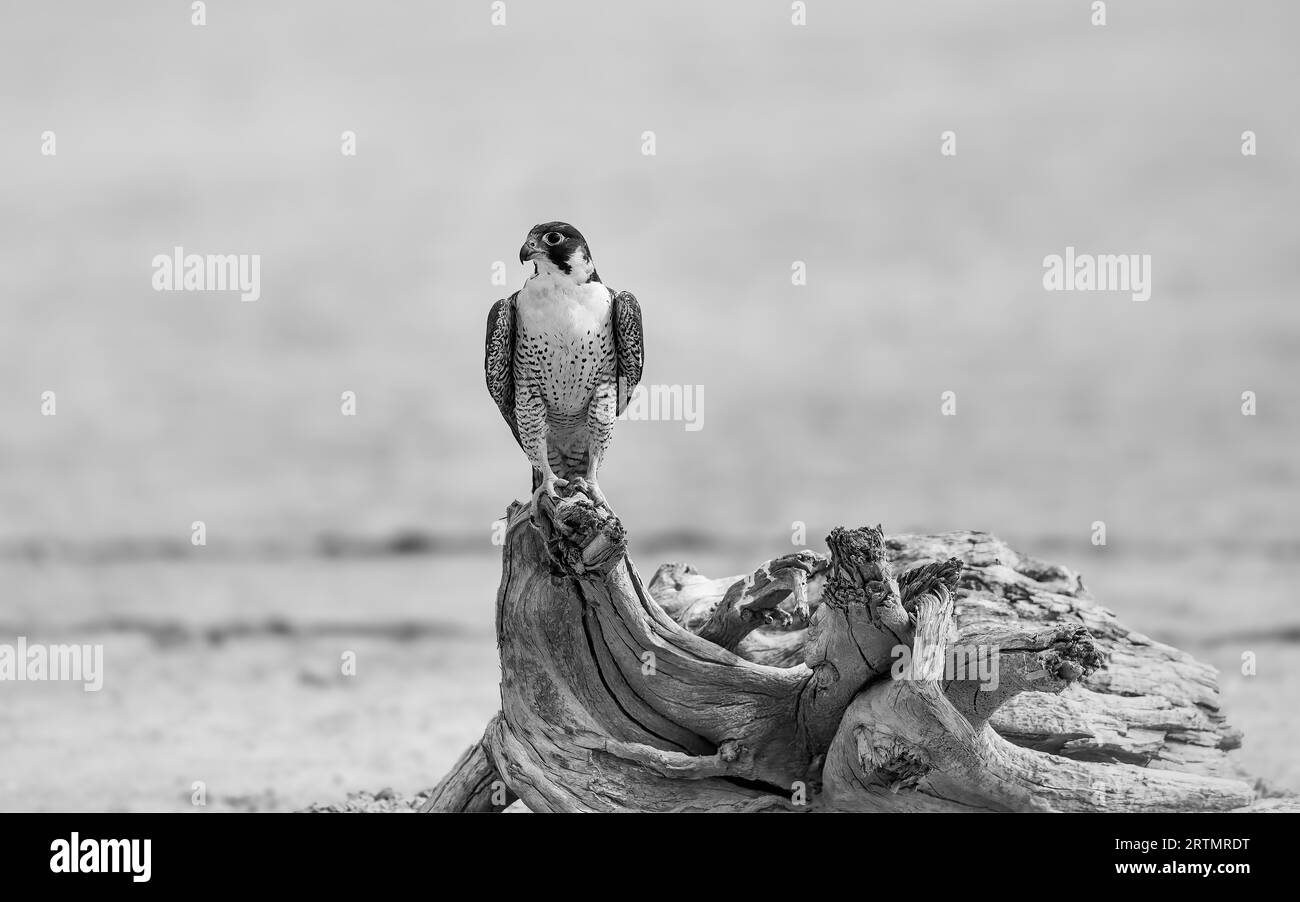 The regal looking peregrine. Sambhar Salt Lake, Rajasthan, India ...