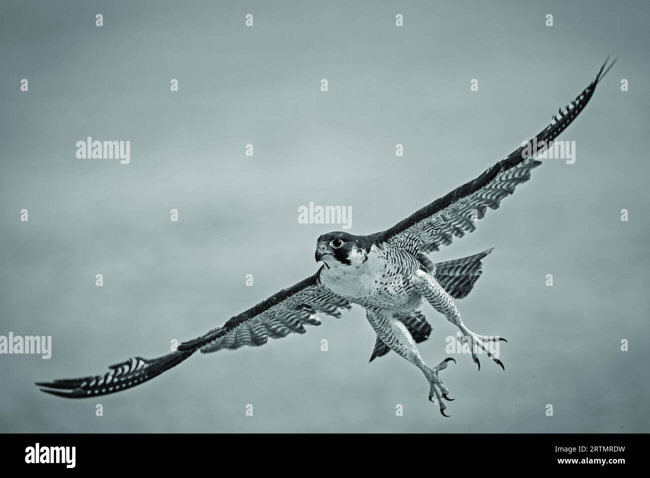 The regal looking peregrine soaring high. Sambhar Salt Lake, Rajasthan ...