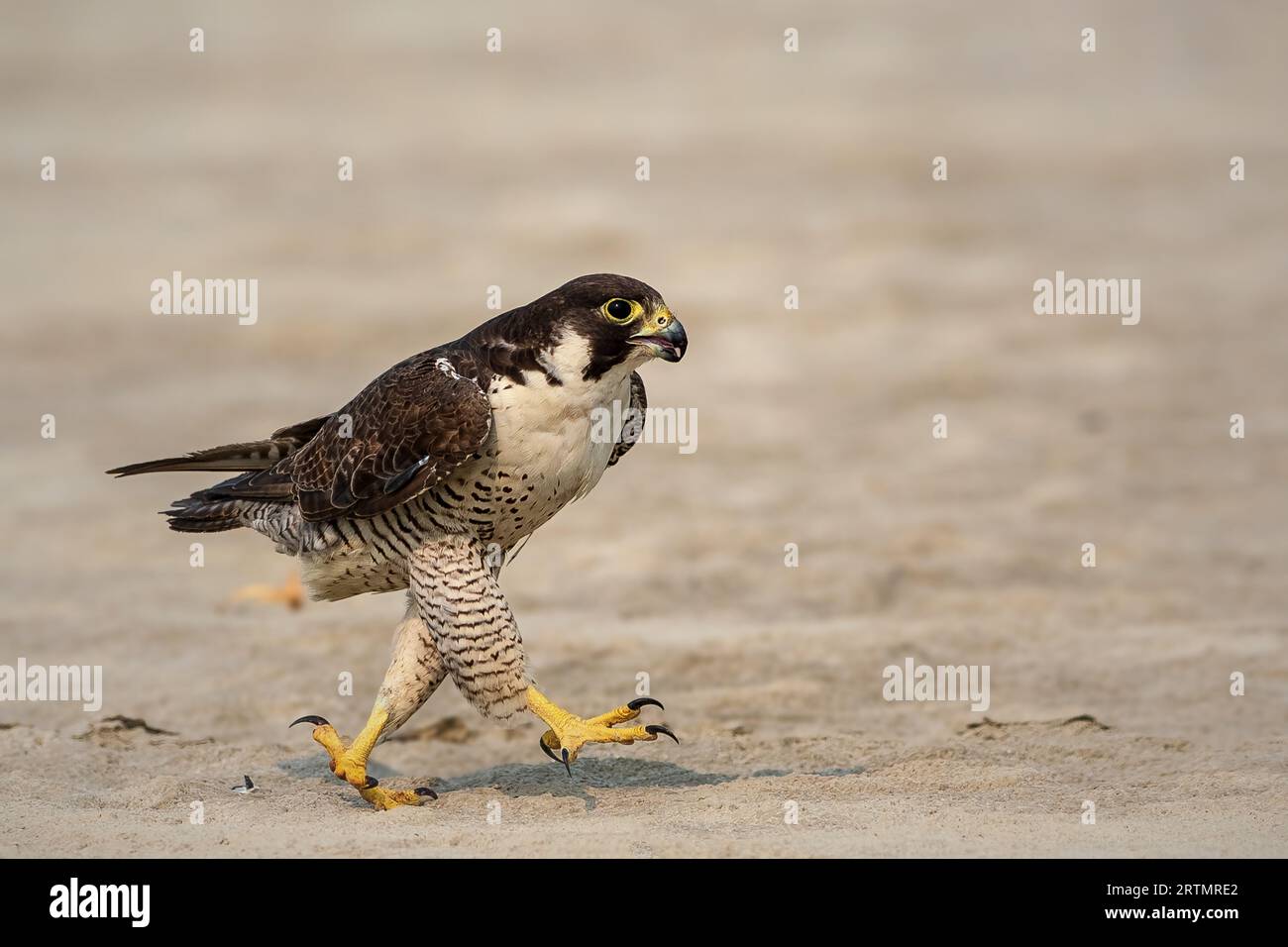 Sturdily hi-res stock photography and images - Alamy