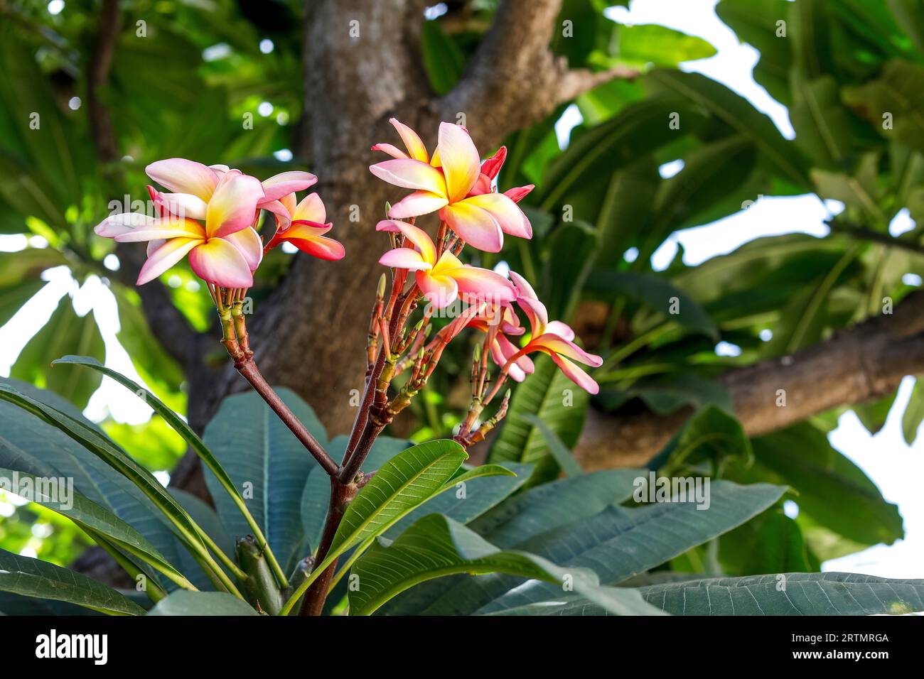 Arbre afrique hi-res stock photography and images - Alamy
