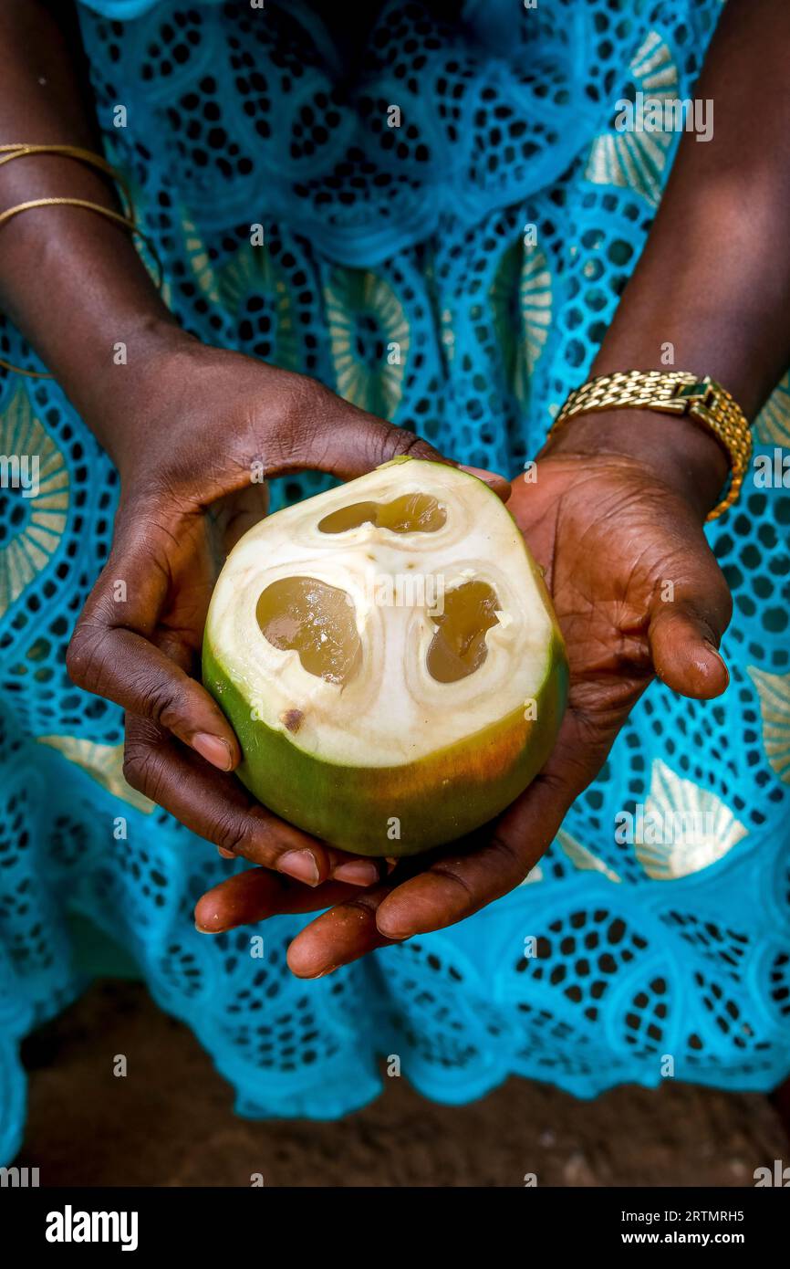 Woman holding palmyra palm tree fruit in Thiaoune, Senegal Stock Photo ...