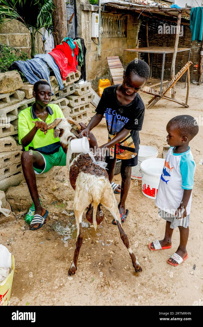 Washing goat hi-res stock photography and images - Alamy