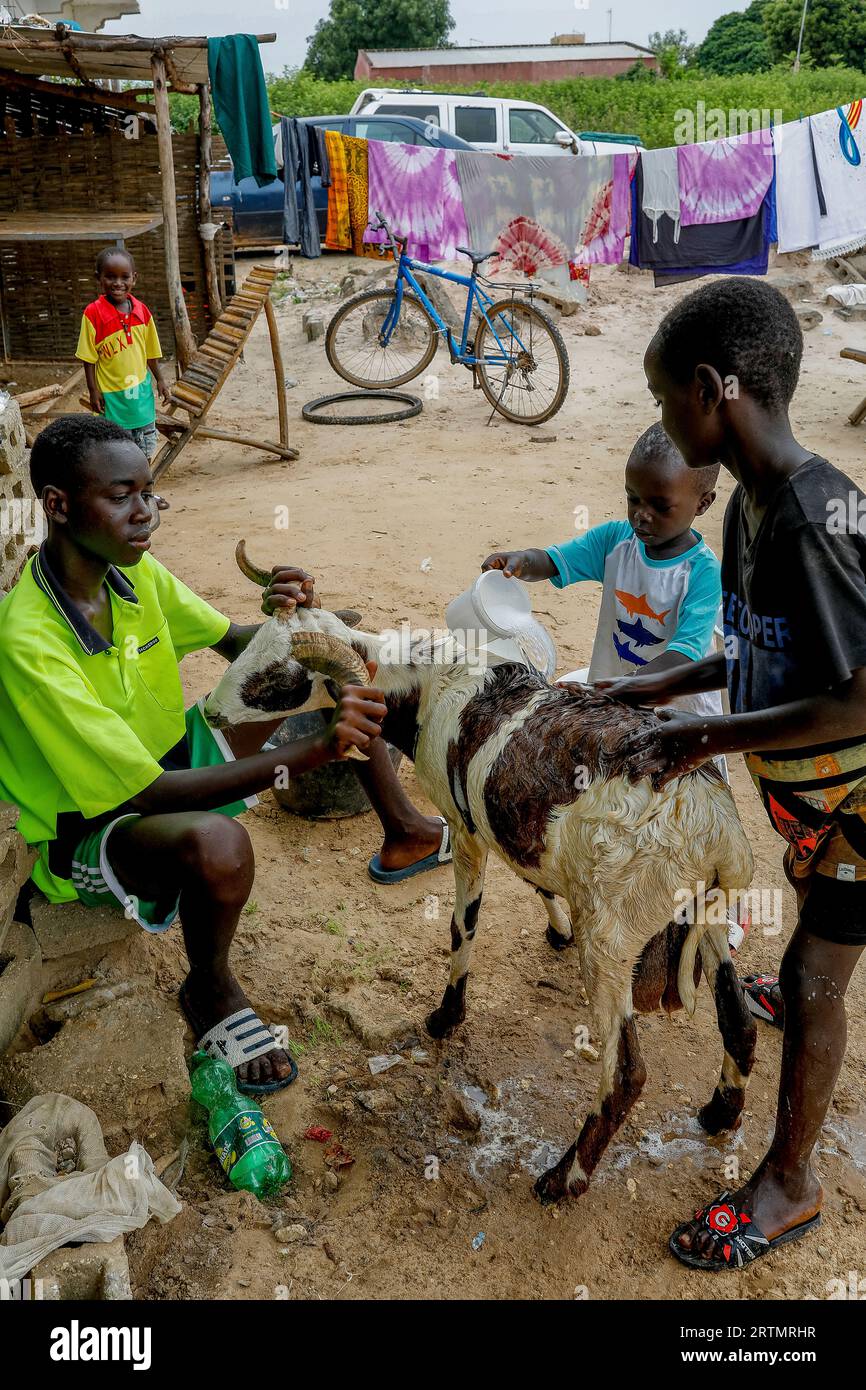 Washing goat hi-res stock photography and images - Alamy