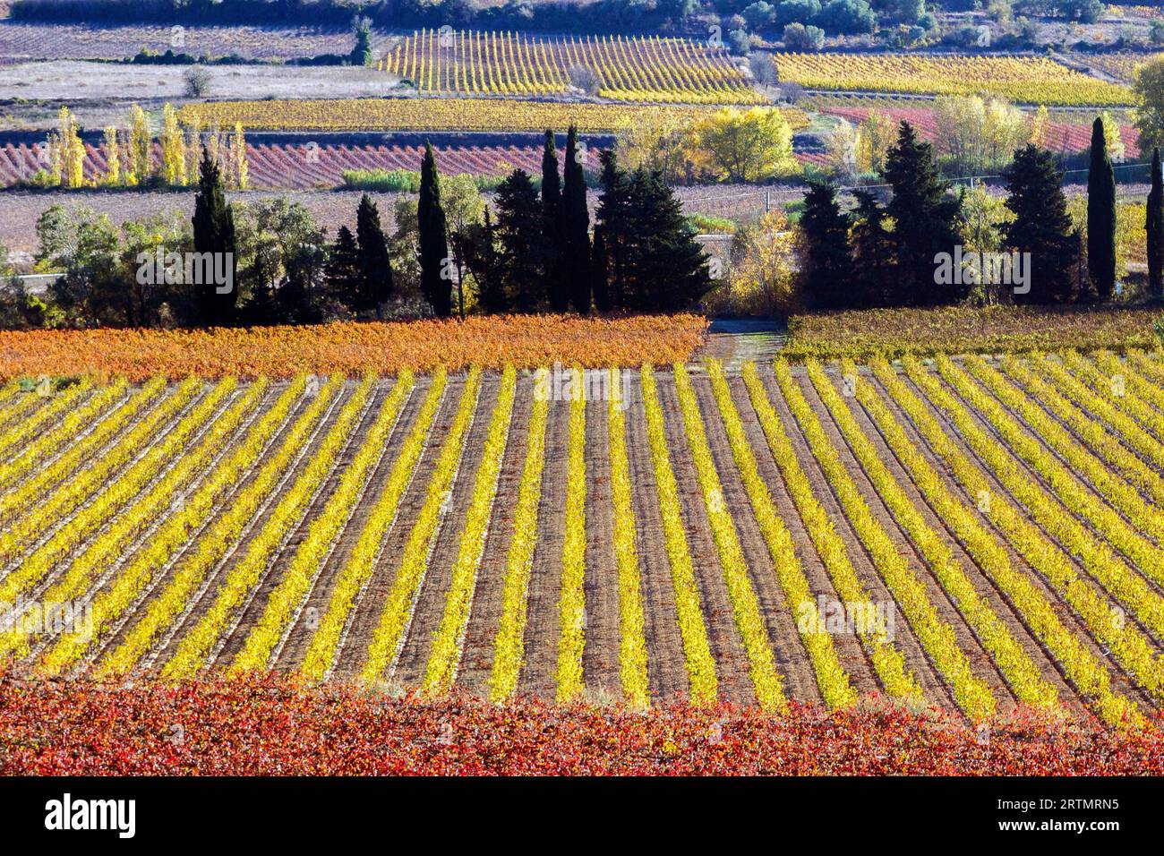 Vine landscape in Autumn at the foot of the Enserune hill. Nissan-lez ...