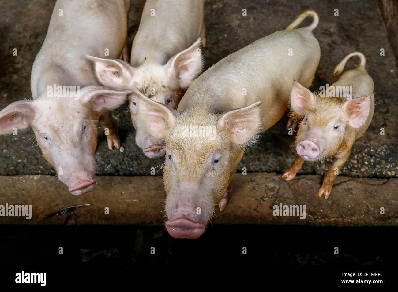 Porc elevage hi-res stock photography and images - Alamy