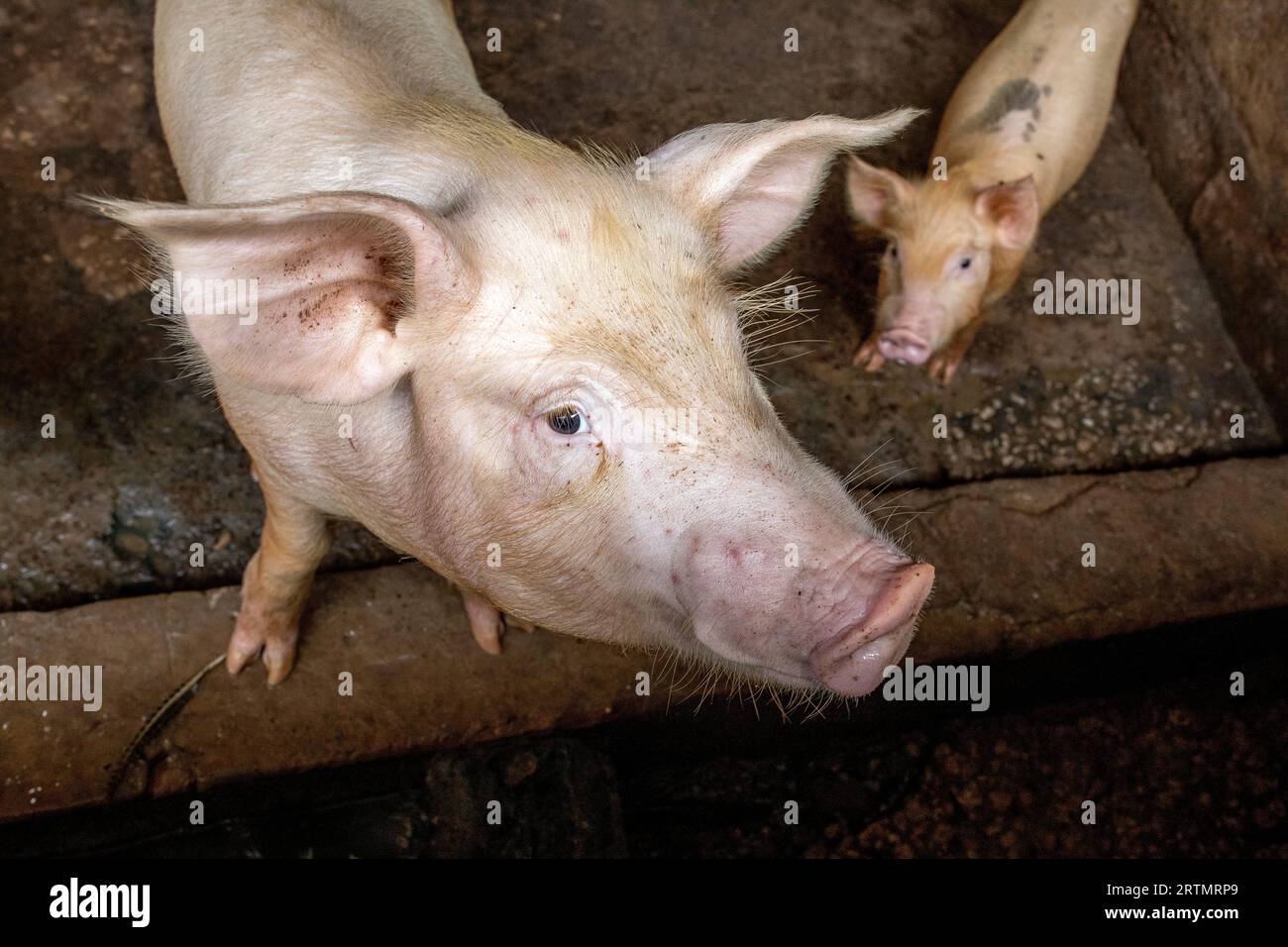 Sow with piglet hi-res stock photography and images - Alamy