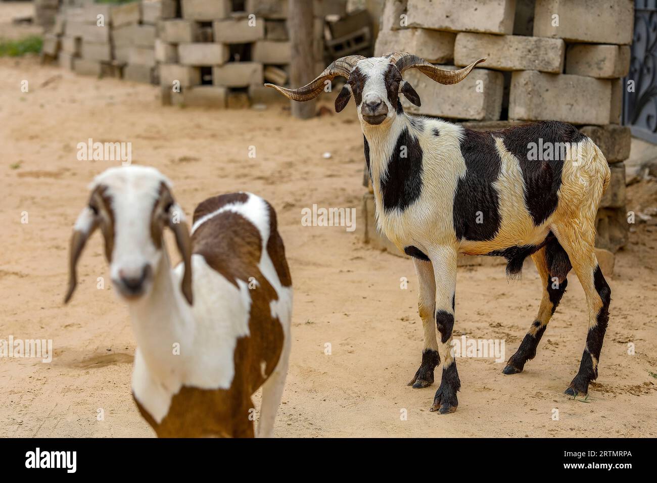 Sheep raised in Fatick, Senegal Stock Photo - Alamy