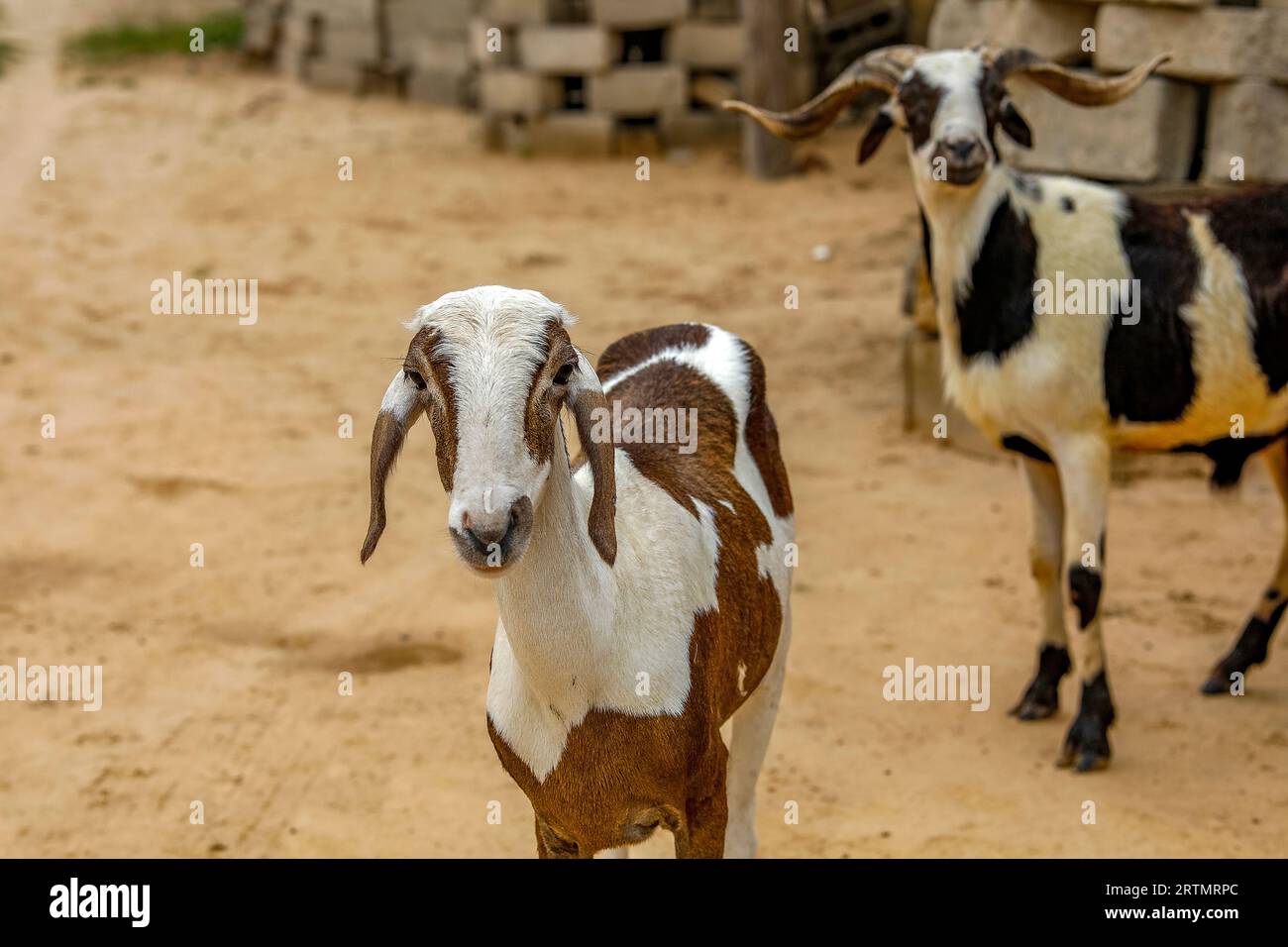 Sheep raised in Fatick, Senegal Stock Photo - Alamy