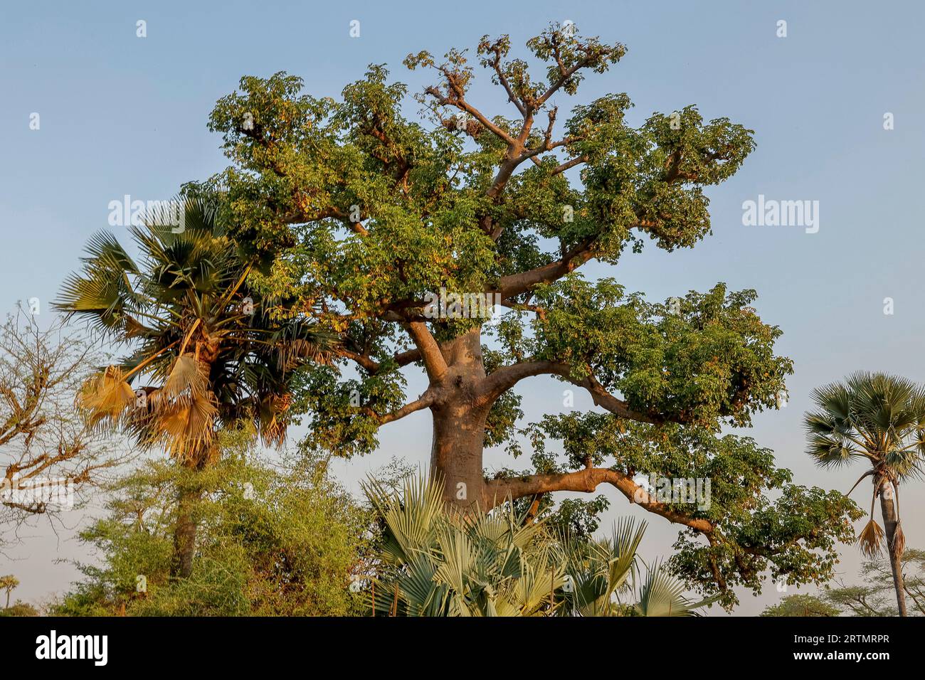 Ndangane senegal hi-res stock photography and images - Alamy