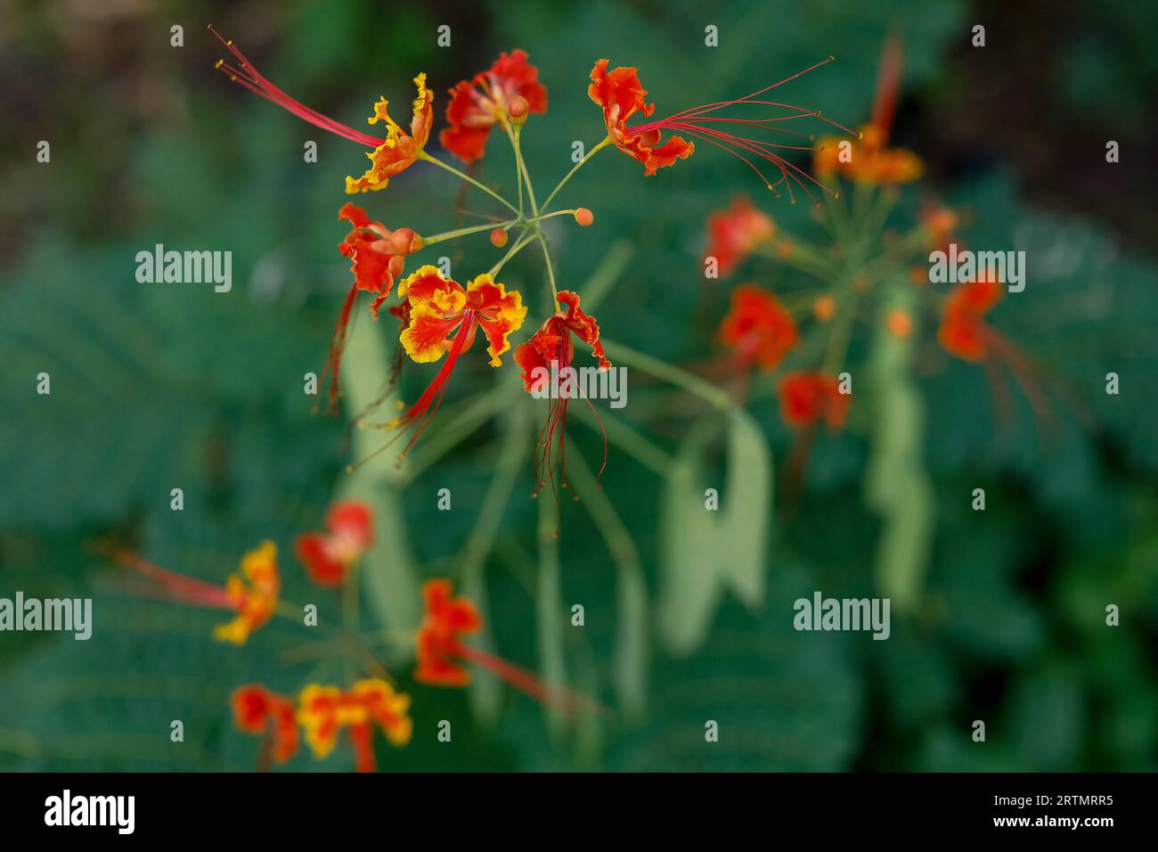 Garden senegal hi-res stock photography and images - Alamy