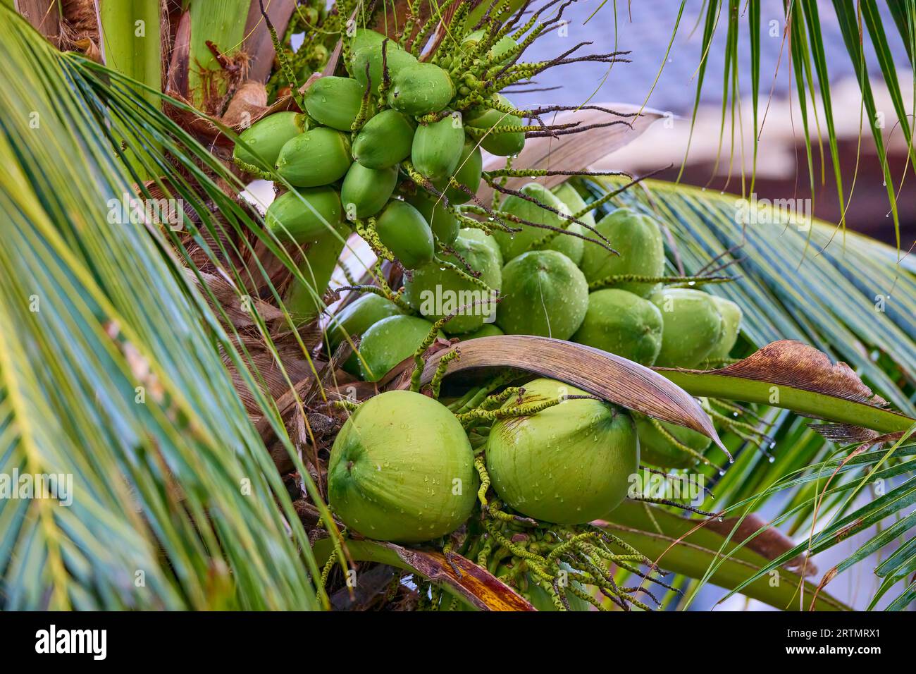 image of green coconuts in a coconut tree Stock Photo - Alamy