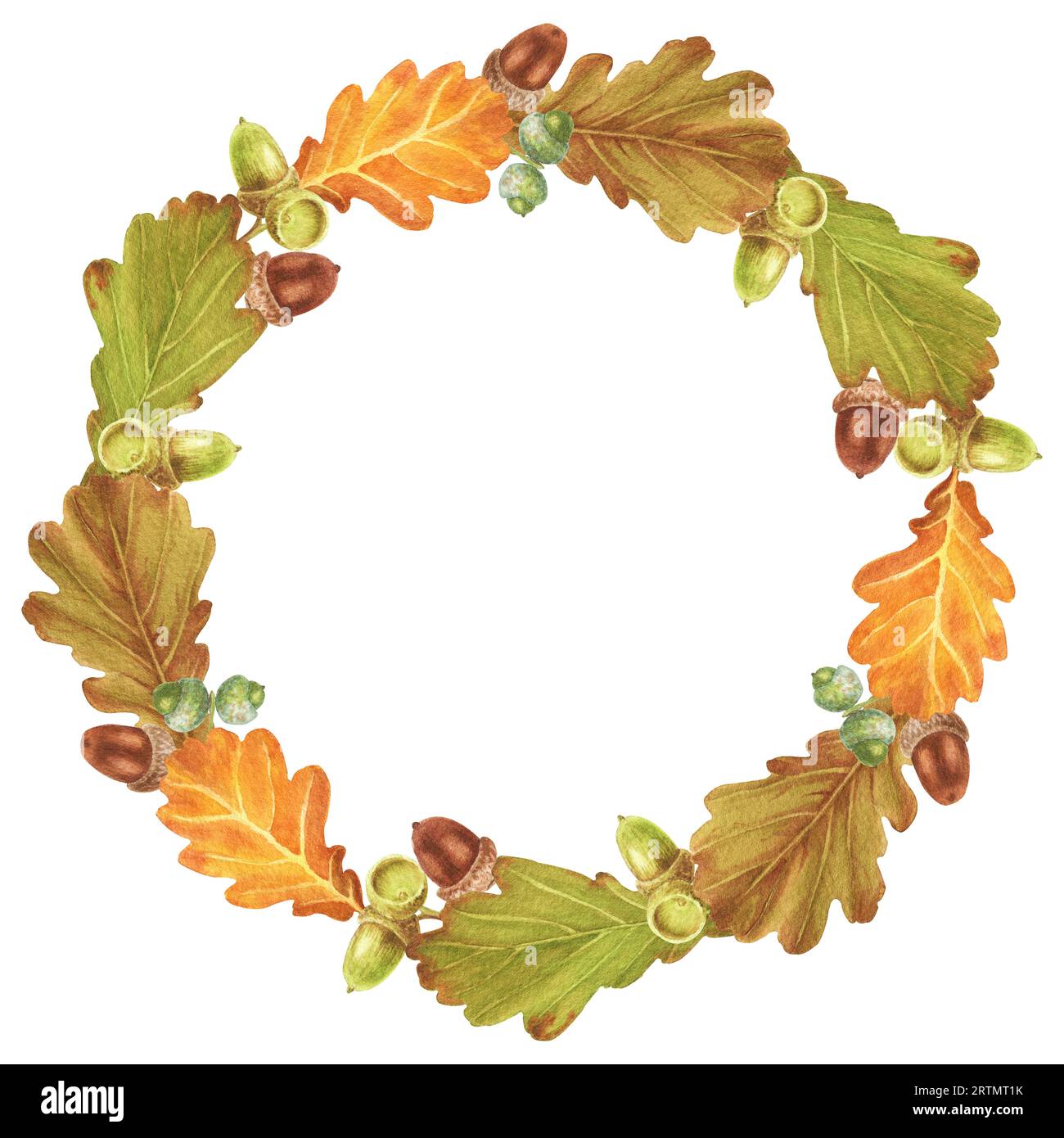 Autumn oak – acorns and leaves. Watercolor illustration. Perfect for ...