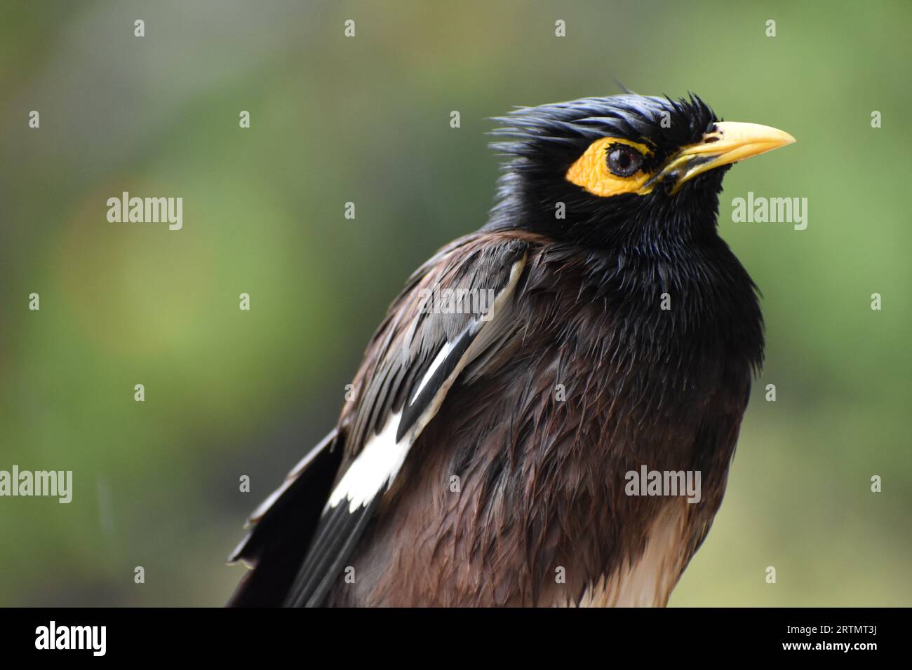 Invasive species mauritius hi-res stock photography and images - Alamy