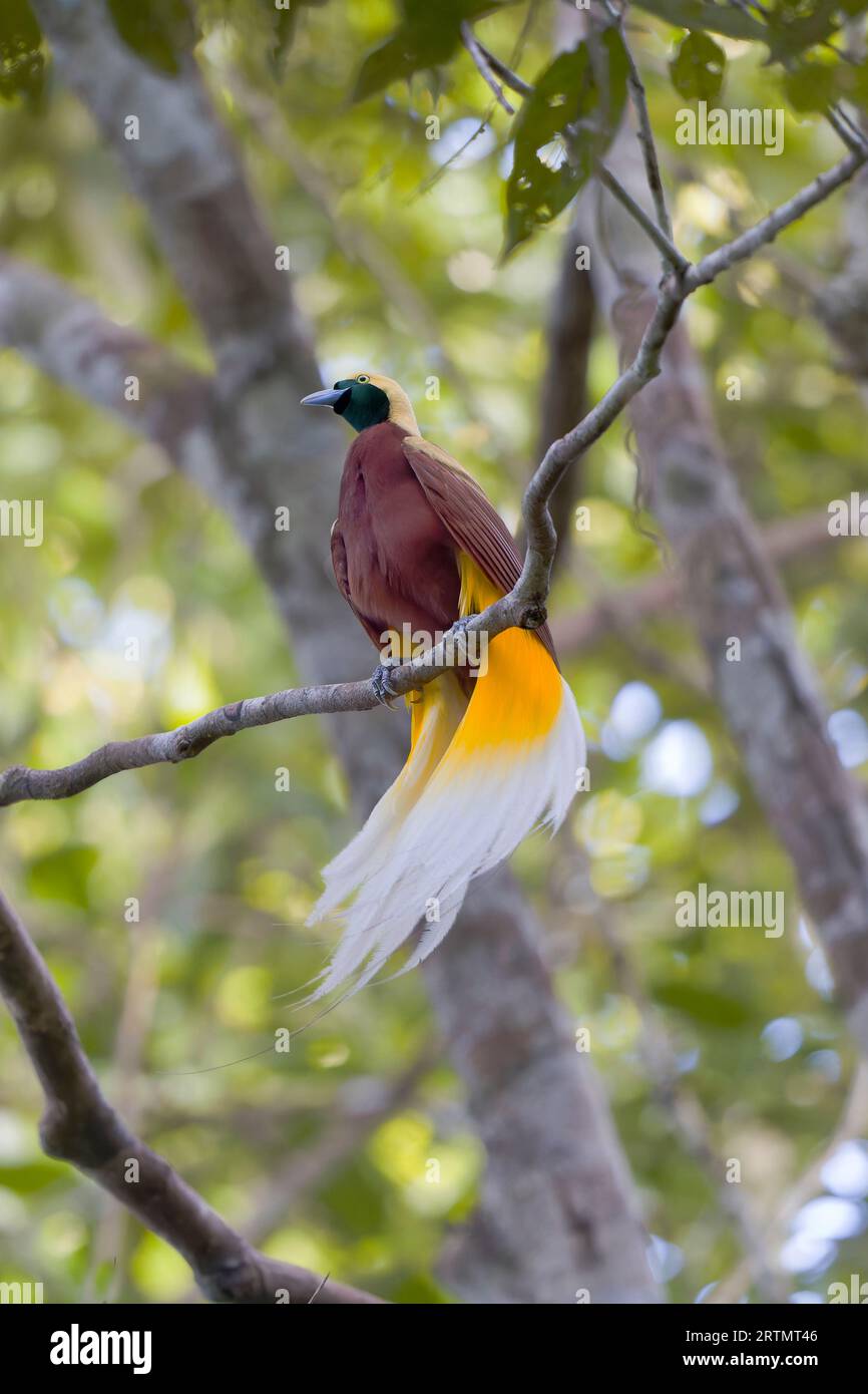 Male Lesser Bird of Paradise displaying high in the trees West Papua ...