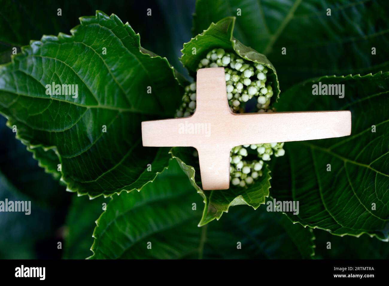 Christian cross on green leaves. Pray in nature. Religious symbol Stock ...