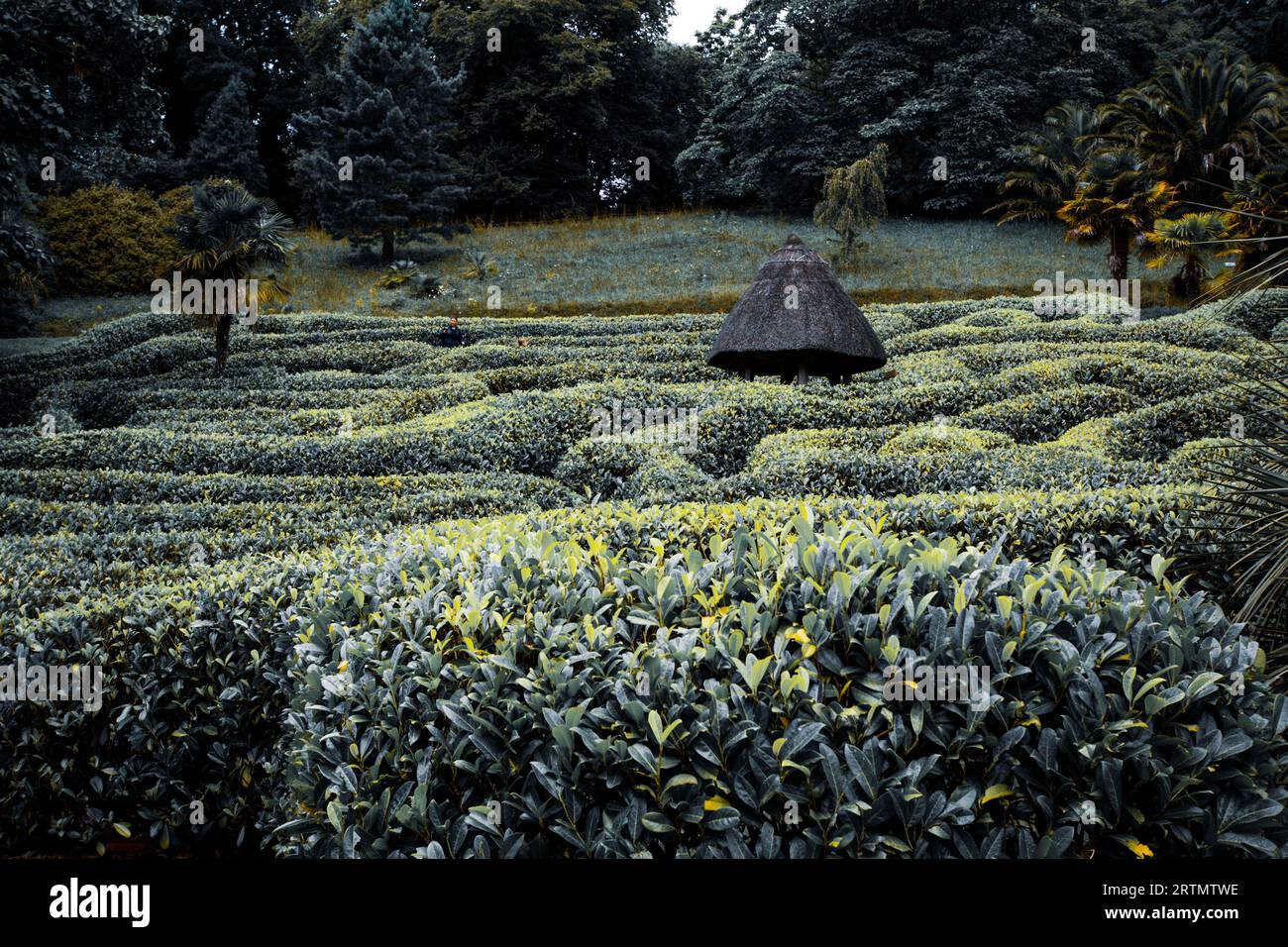 Maze in Glendurgon Garden, Garden of the National Trust in Cornwall, UK ...
