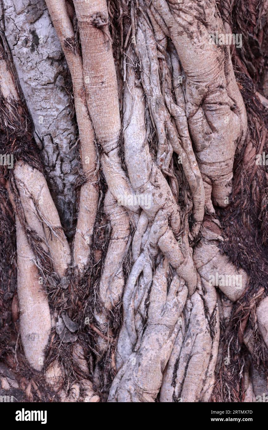 Closeup of banyan tree trunk roots with carvings Stock Photo - Alamy