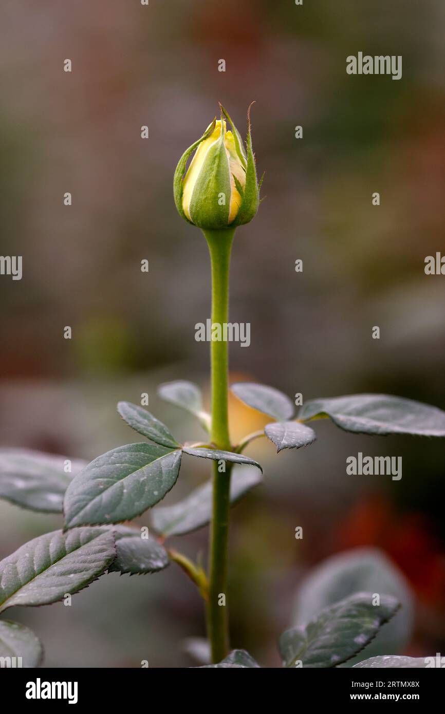 Yellow rose bud close up detail. Horticulture. Dalat. Vietnam Stock ...