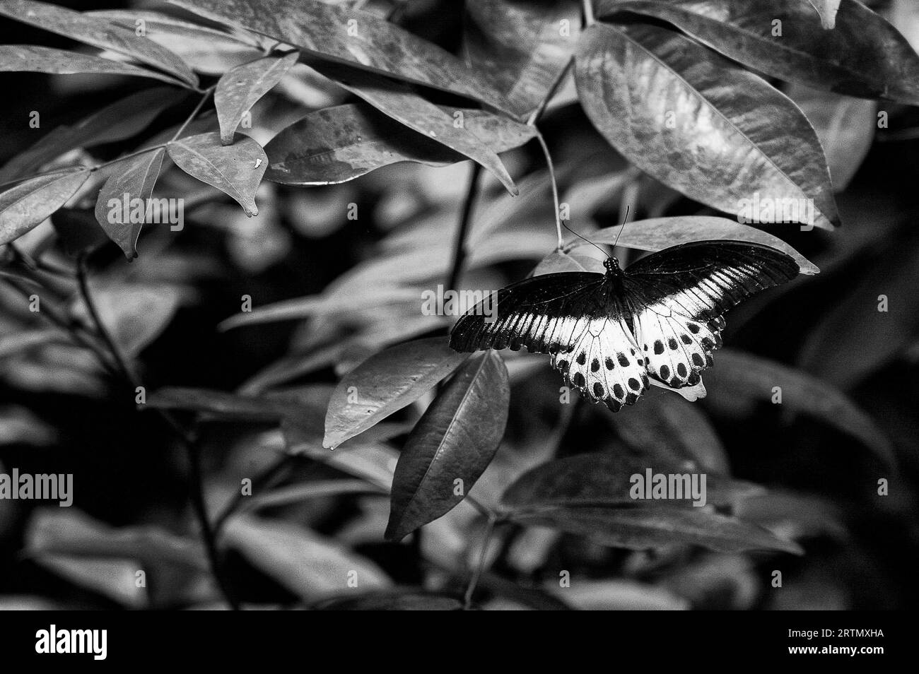 Photos of insects Black and White Stock Photos & Images - Alamy