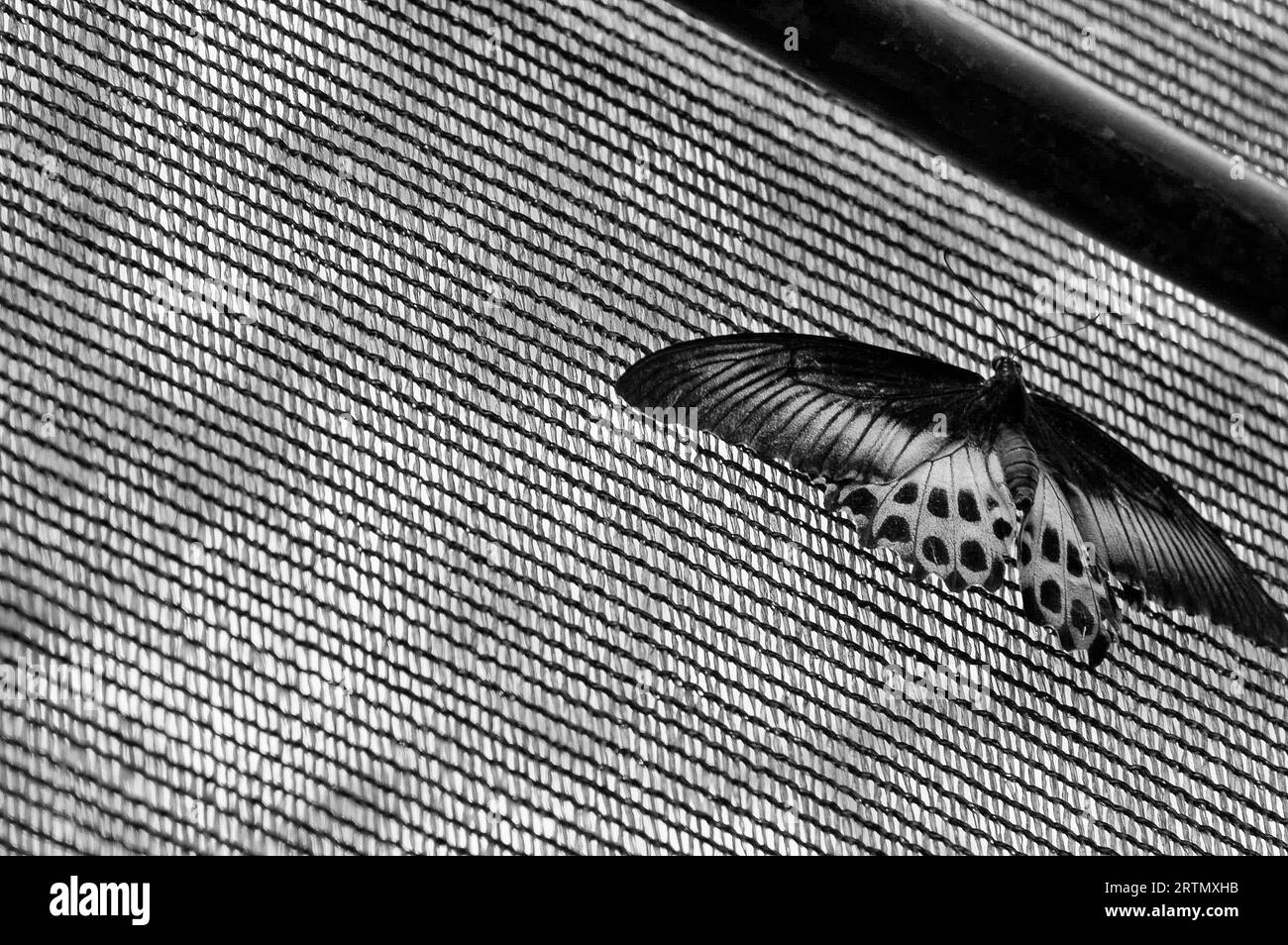 Class of insects Black and White Stock Photos & Images - Alamy