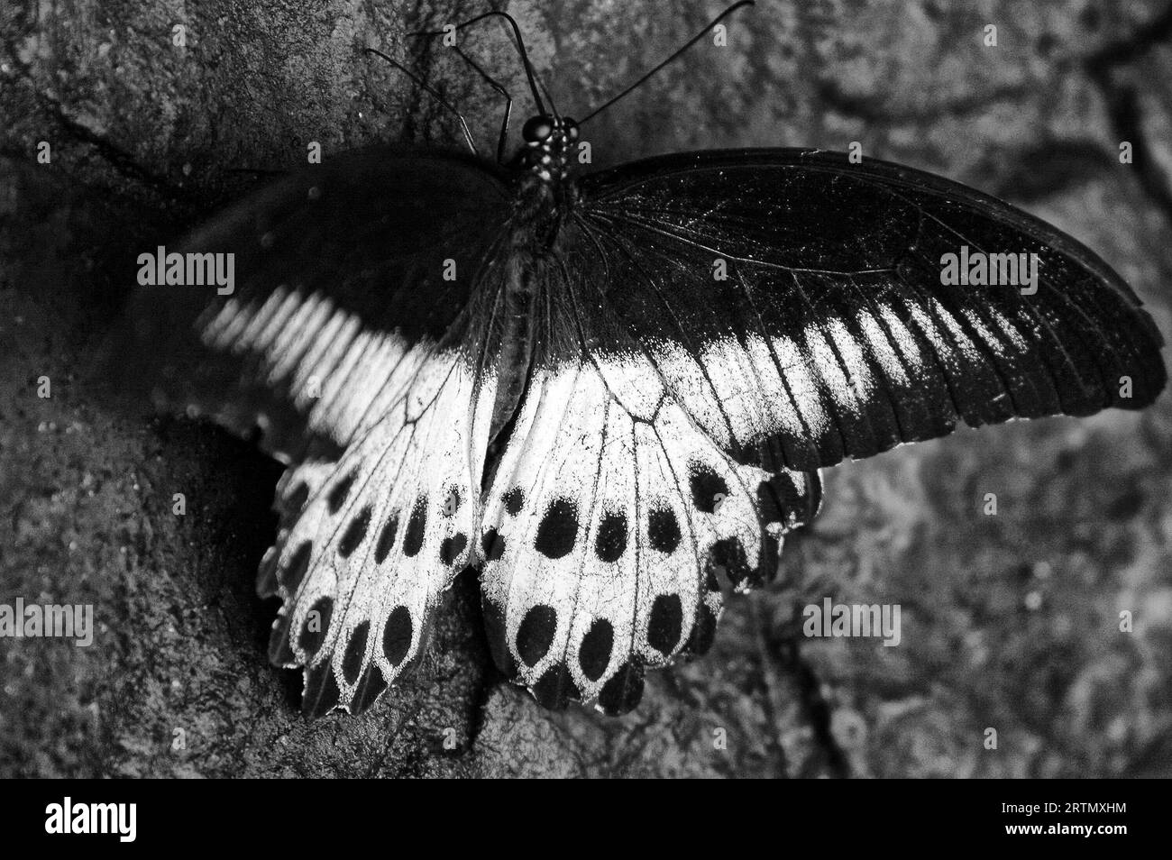 Class of insects Black and White Stock Photos & Images - Alamy