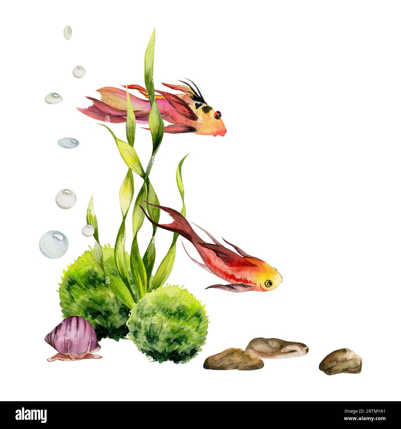 Hand drawn watercolor aquarium fish, algae on bottom rocks, snail shell ...
