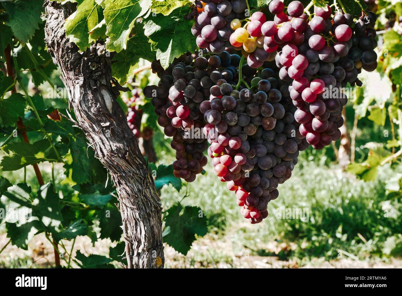 A bunch of grapes growing on a tree branch in a lush outdoor garden ...