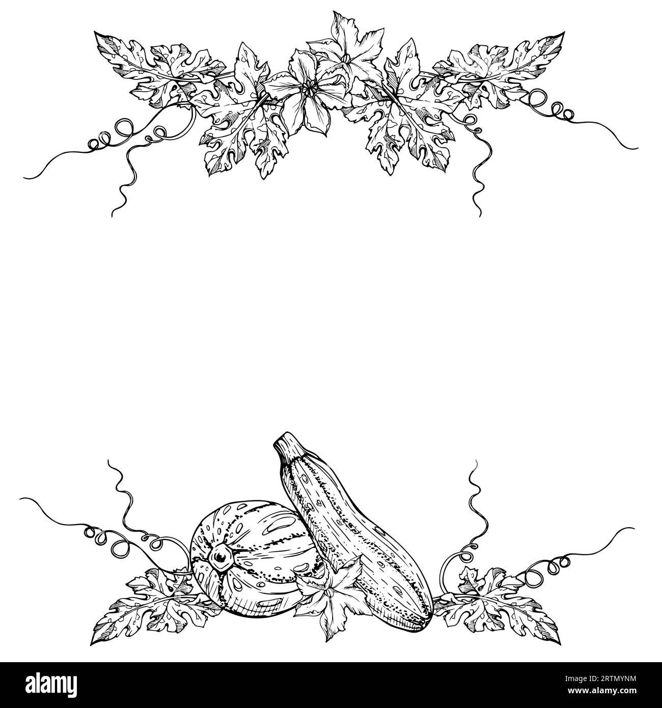 Hand drawn ink vector marrow zucchini gourd squash leaves. Sketch ...