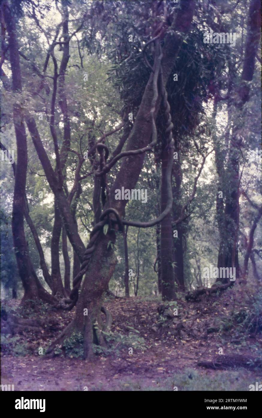 Trees, Forestation at Raiwood Park, Lonavla, Maharashtra, India Stock ...