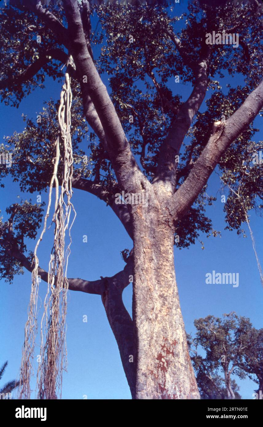 Tree With Natural Hanging Ropes, Baroda, Gujrat, India Stock Photo - Alamy