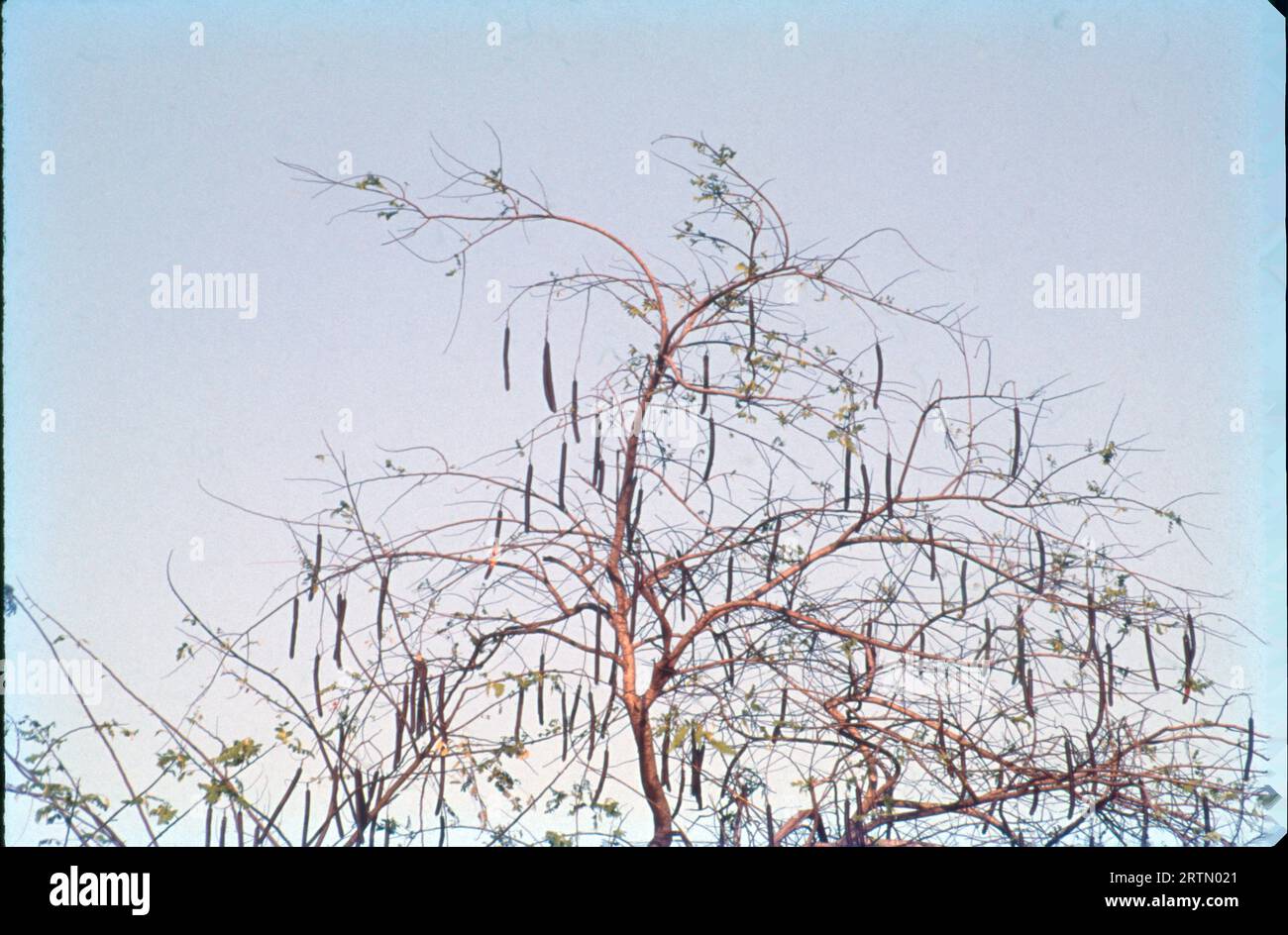 Dry Tree with Dry Fruits, Madras, Tamil Nadu, India Stock Photo - Alamy