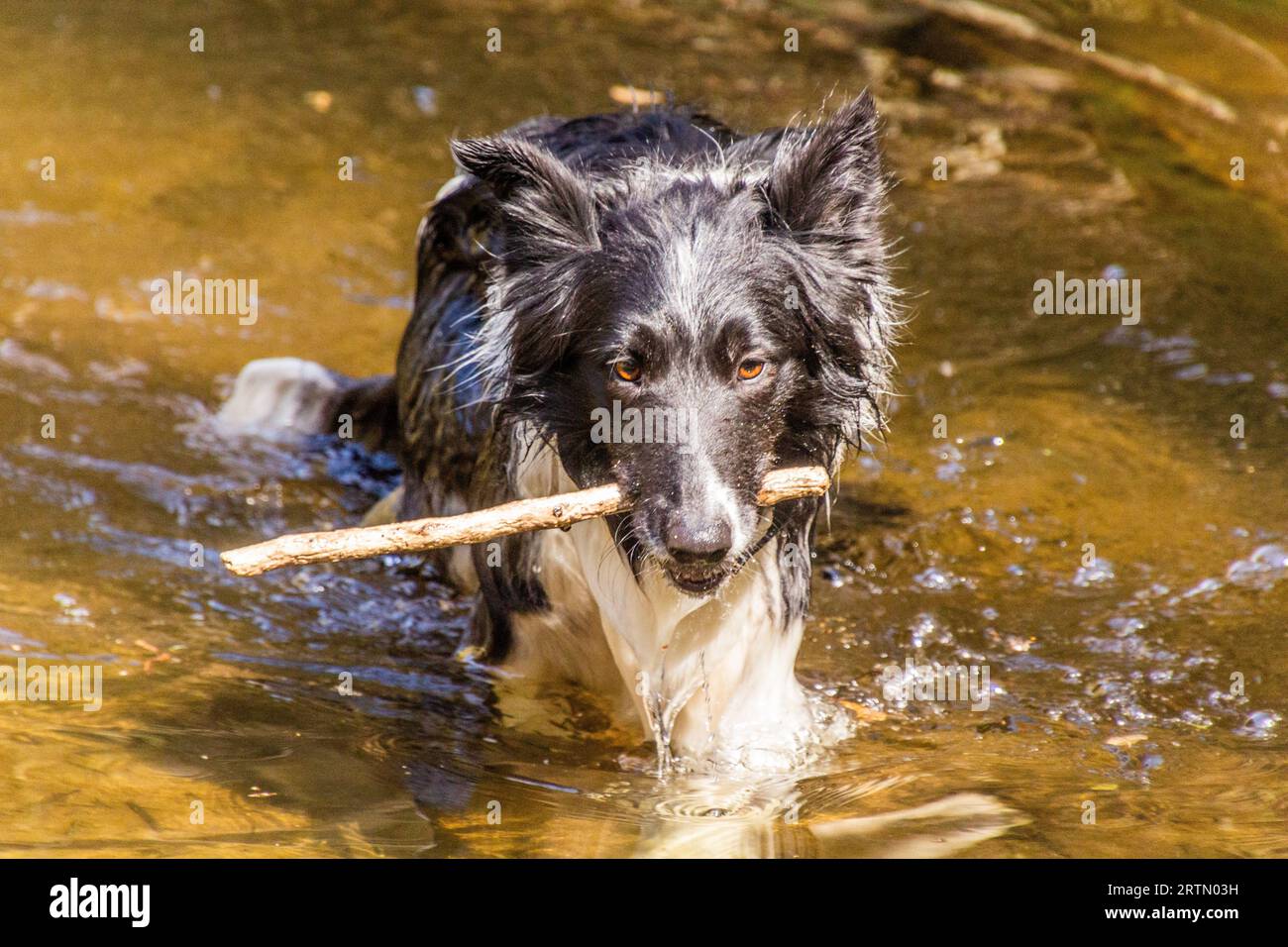 Dog wet border collie in river hi-res stock photography and images - Alamy