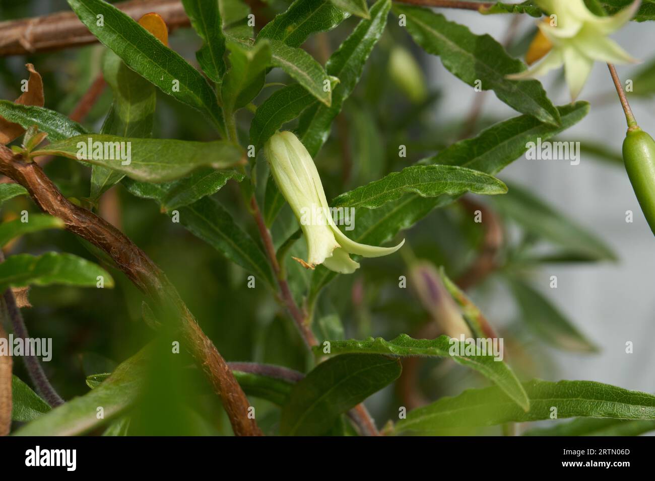 Scanden hi-res stock photography and images - Alamy