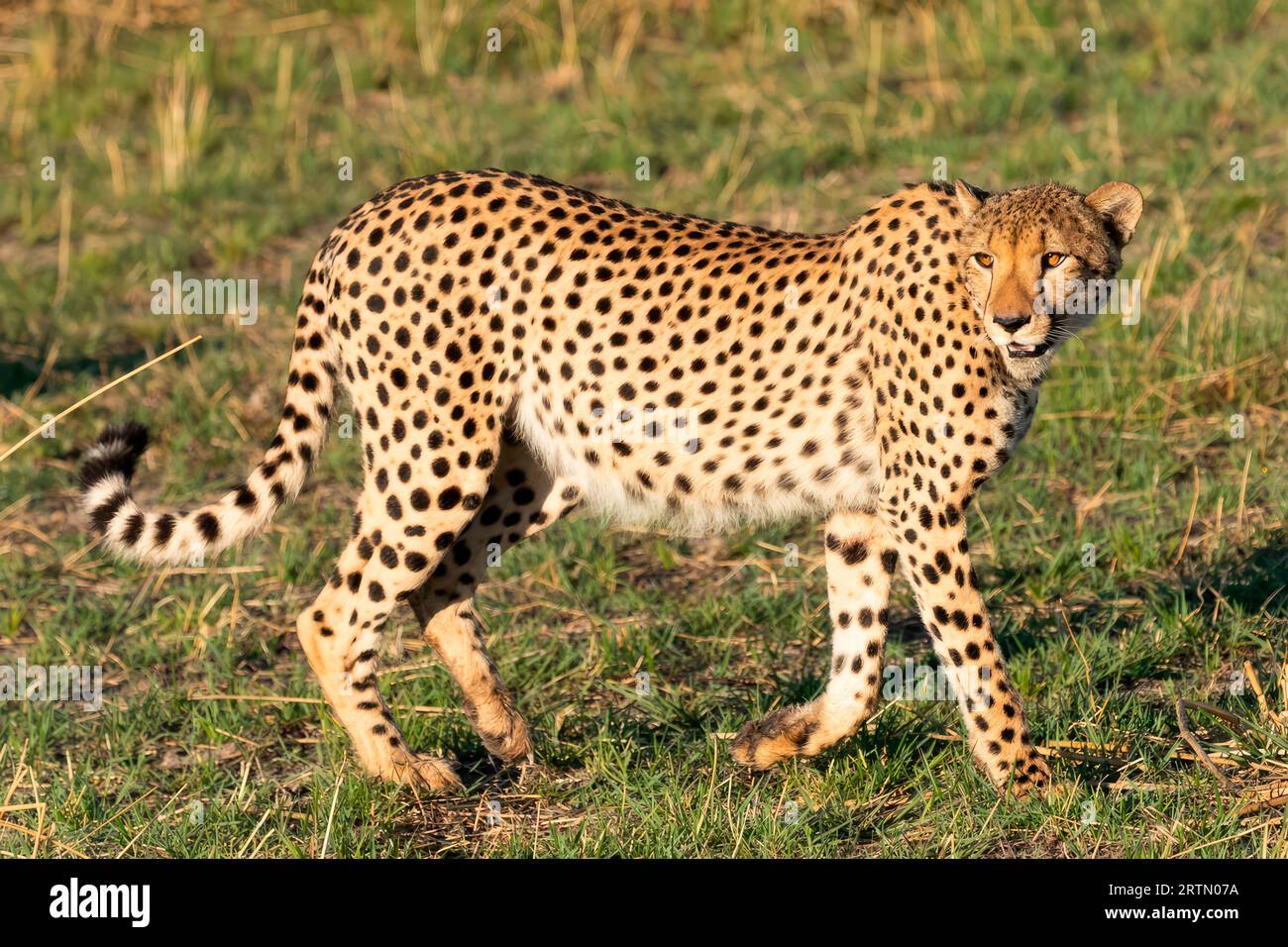 The cheetah is preparing to hunt. Close-up. Macro. Africa. Wild nature ...