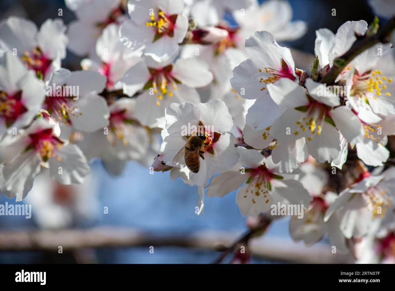 Collection honey bees hi-res stock photography and images - Alamy