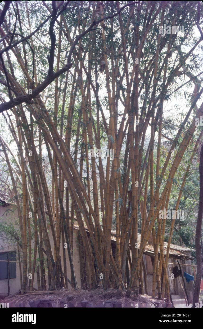 Bamboo Plants, Trees, India Stock Photo - Alamy