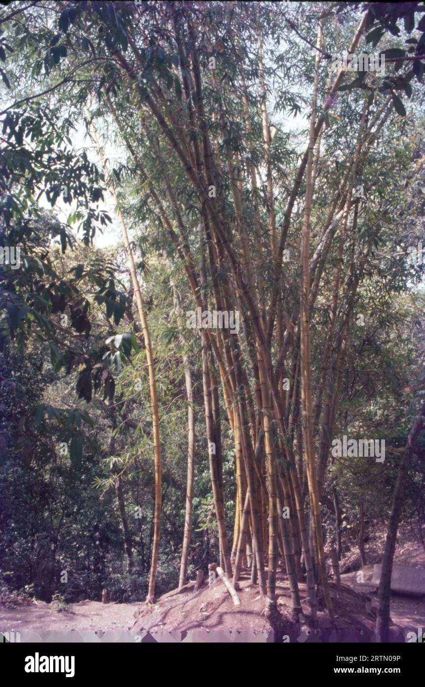 Bamboo Plants, Trees, India Stock Photo - Alamy