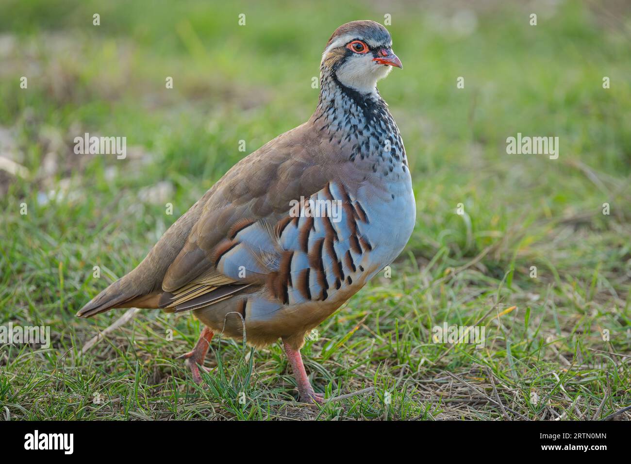 Partridge in the wild. Scientific name: Alectoris rufa. Close up of an ...