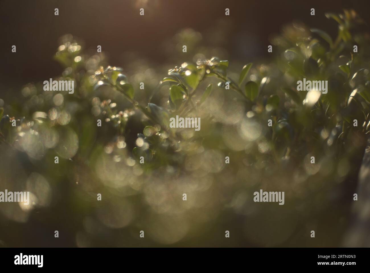 Dreamy hazy bokeh filled horizontal image of small evergreen plants ...